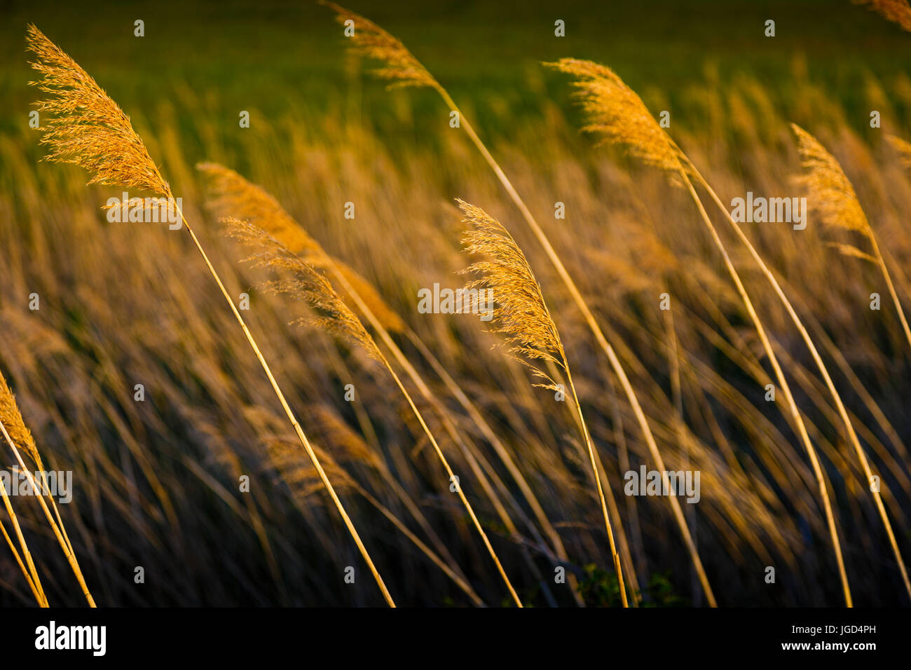 Common reeds (Phragmites australis Stock Photo - Alamy