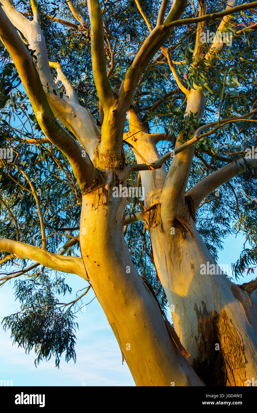 Branching tree trunks hi-res stock photography and images - Alamy