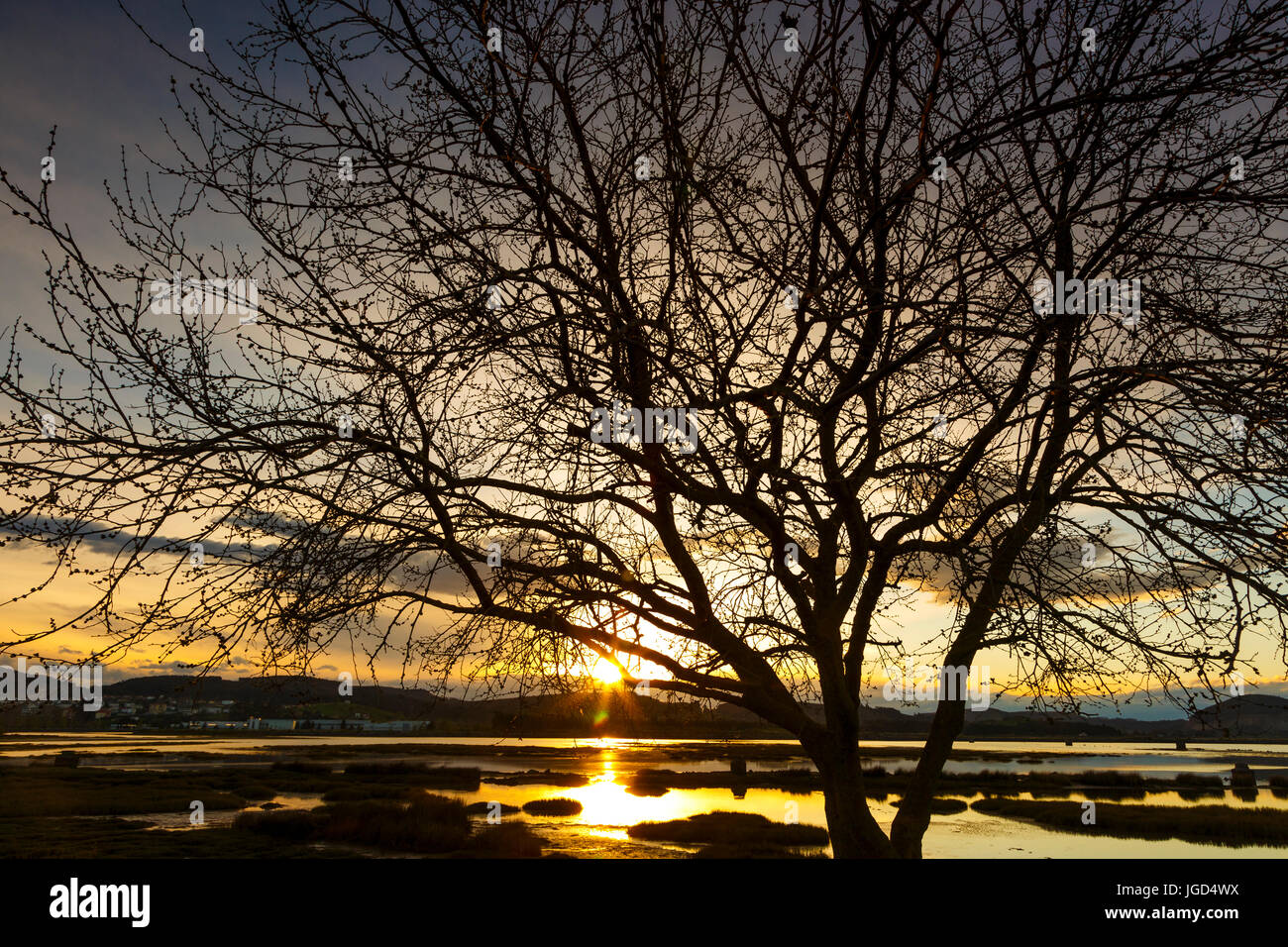 Salt tree hi-res stock photography and images - Alamy