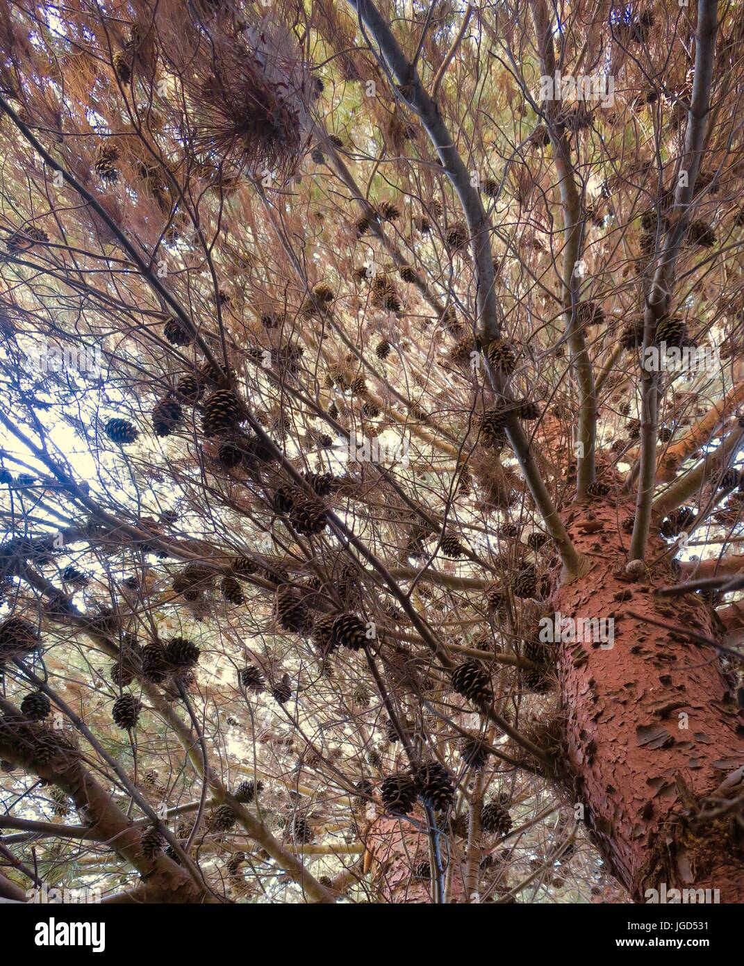 Pine cones and branches hi-res stock photography and images - Alamy