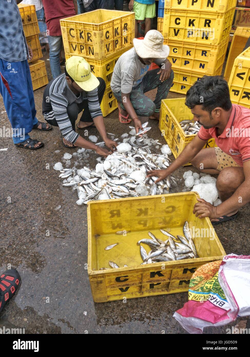 Indian fish sorting hi-res stock photography and images - Alamy