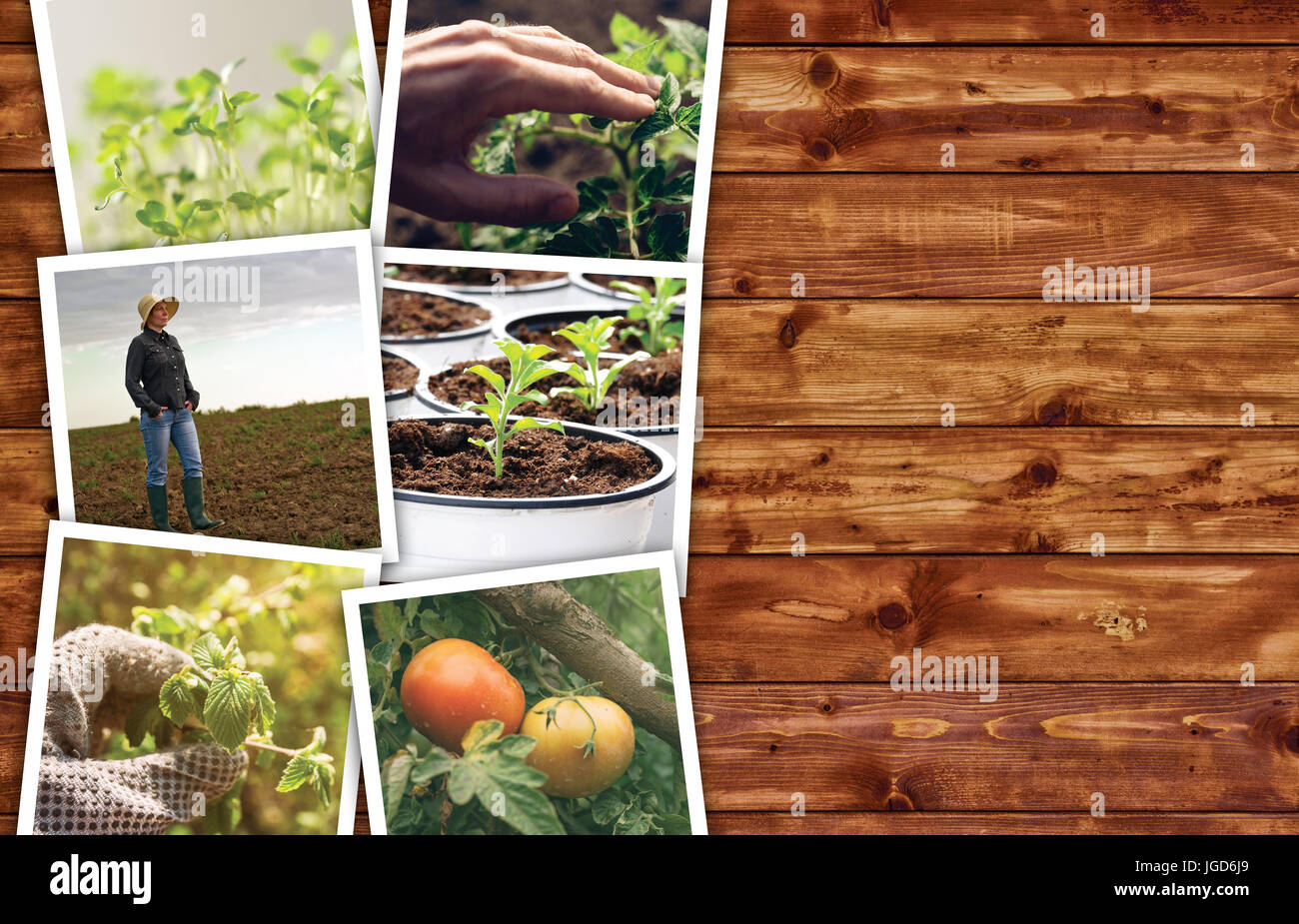 Agriculture photo collage on wooden background as copy space Stock ...