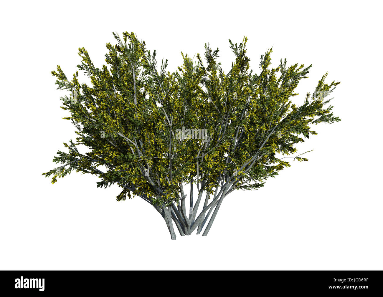 3D rendering of a creosote bush or Larrea tridentata or greasewood or ...
