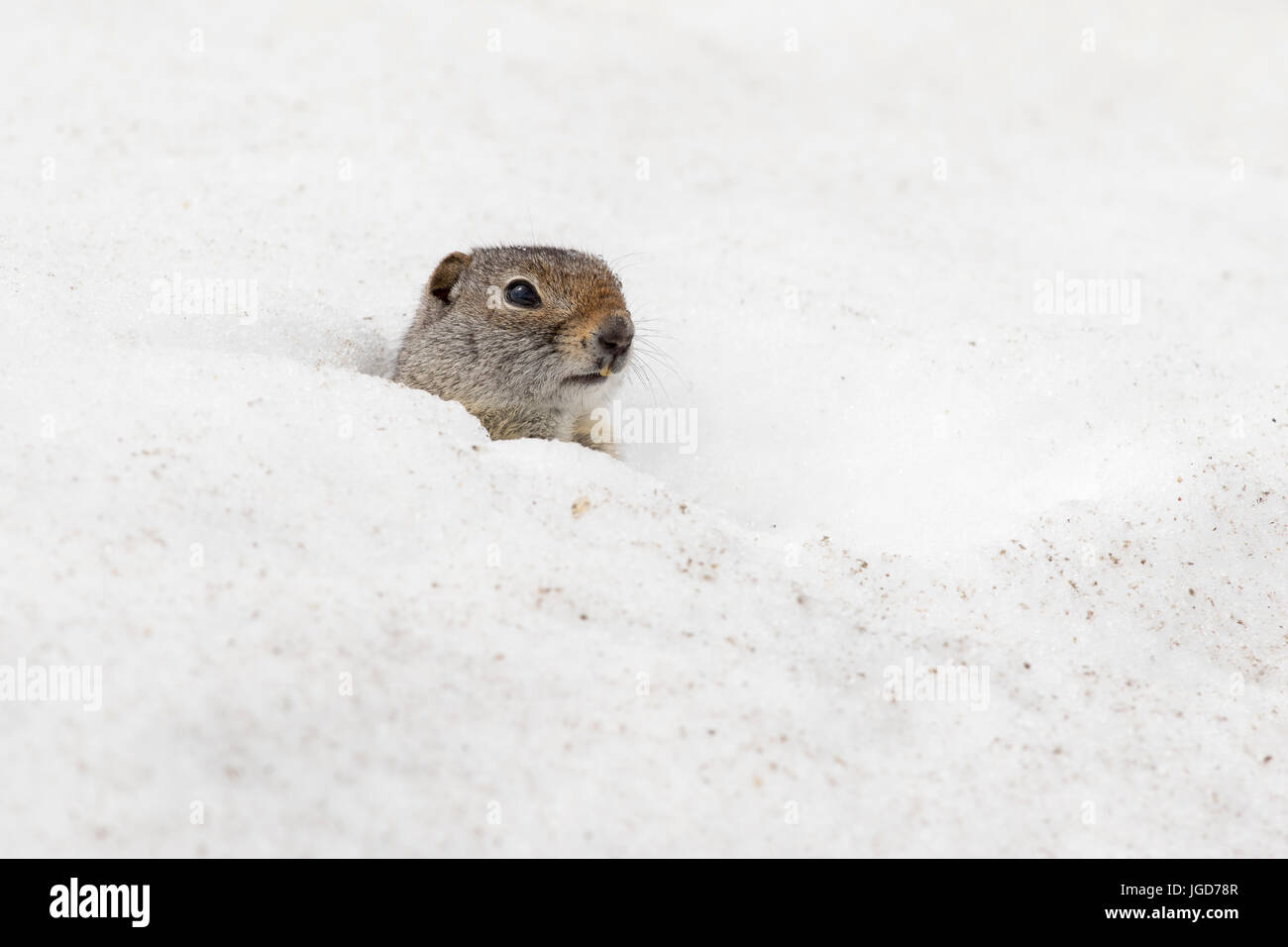 Snow burrow hi-res stock photography and images - Alamy