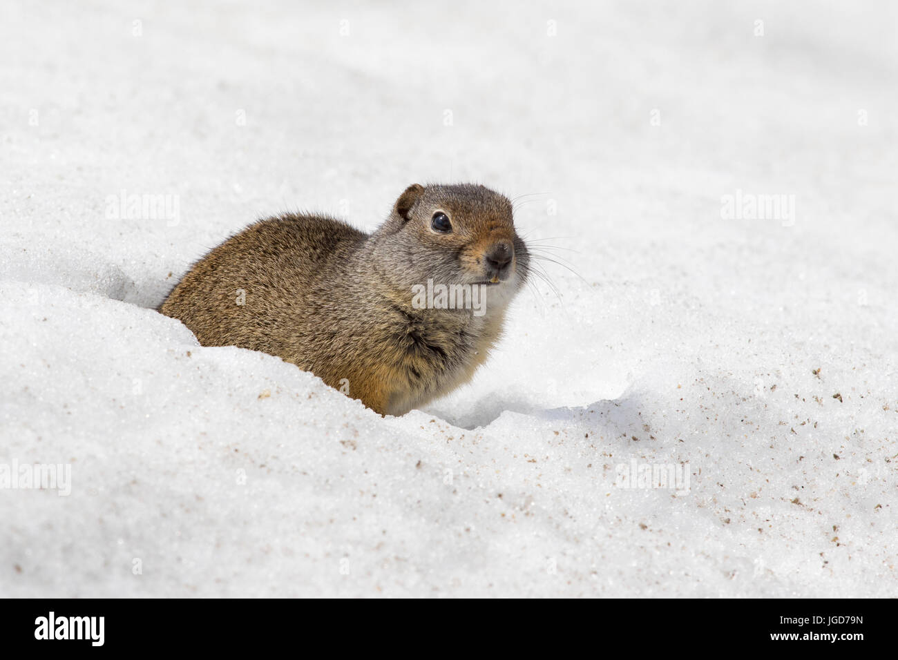 Snow burrow hi-res stock photography and images - Alamy