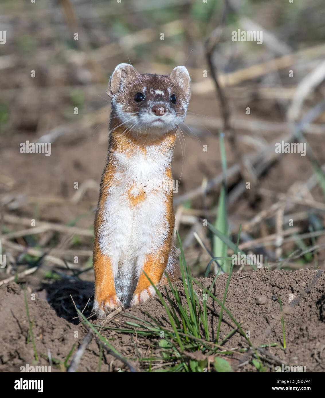 Long-tailed weasel on grass in early springtime Stock Photo - Alamy