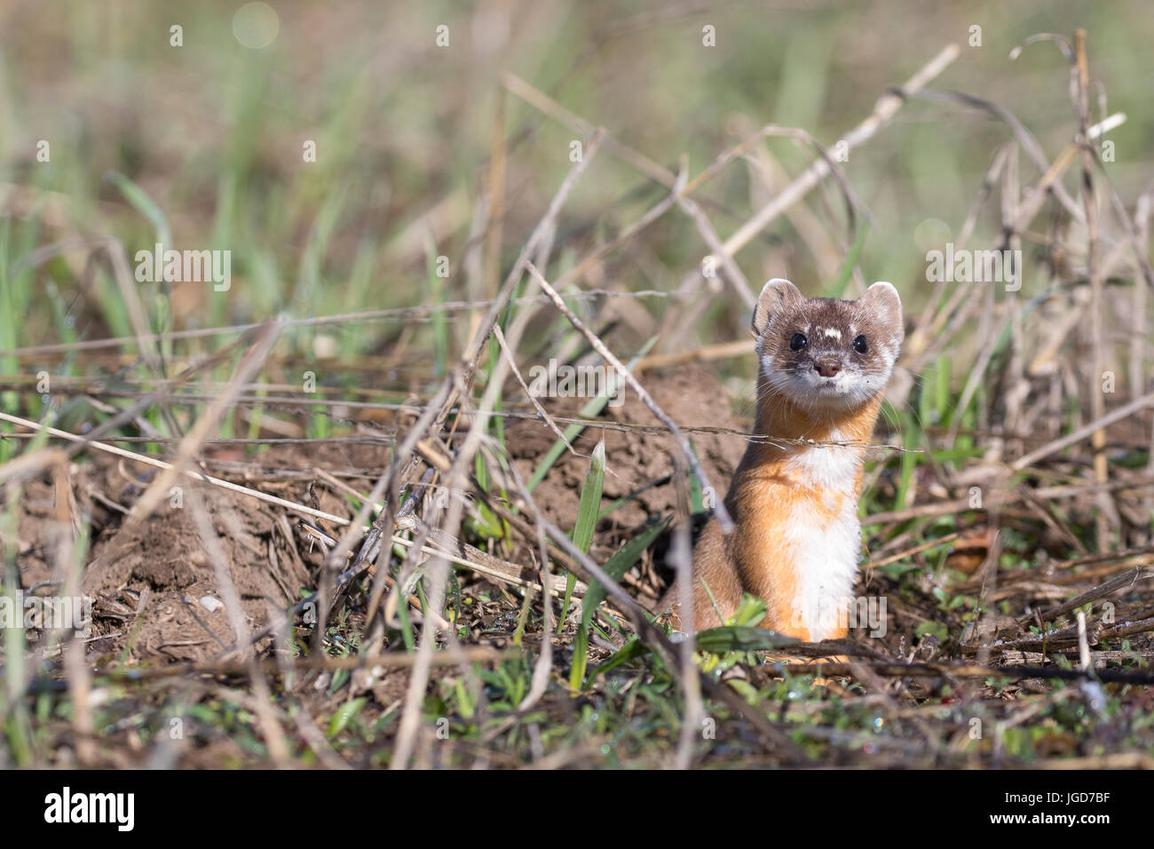 long-tailed weasel on grass in early springtime Stock Photo - Alamy