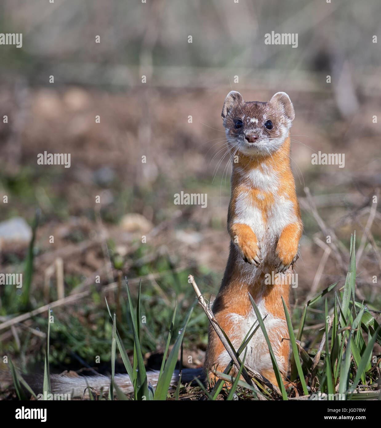Long-tailed weasel on grass in early springtime Stock Photo - Alamy