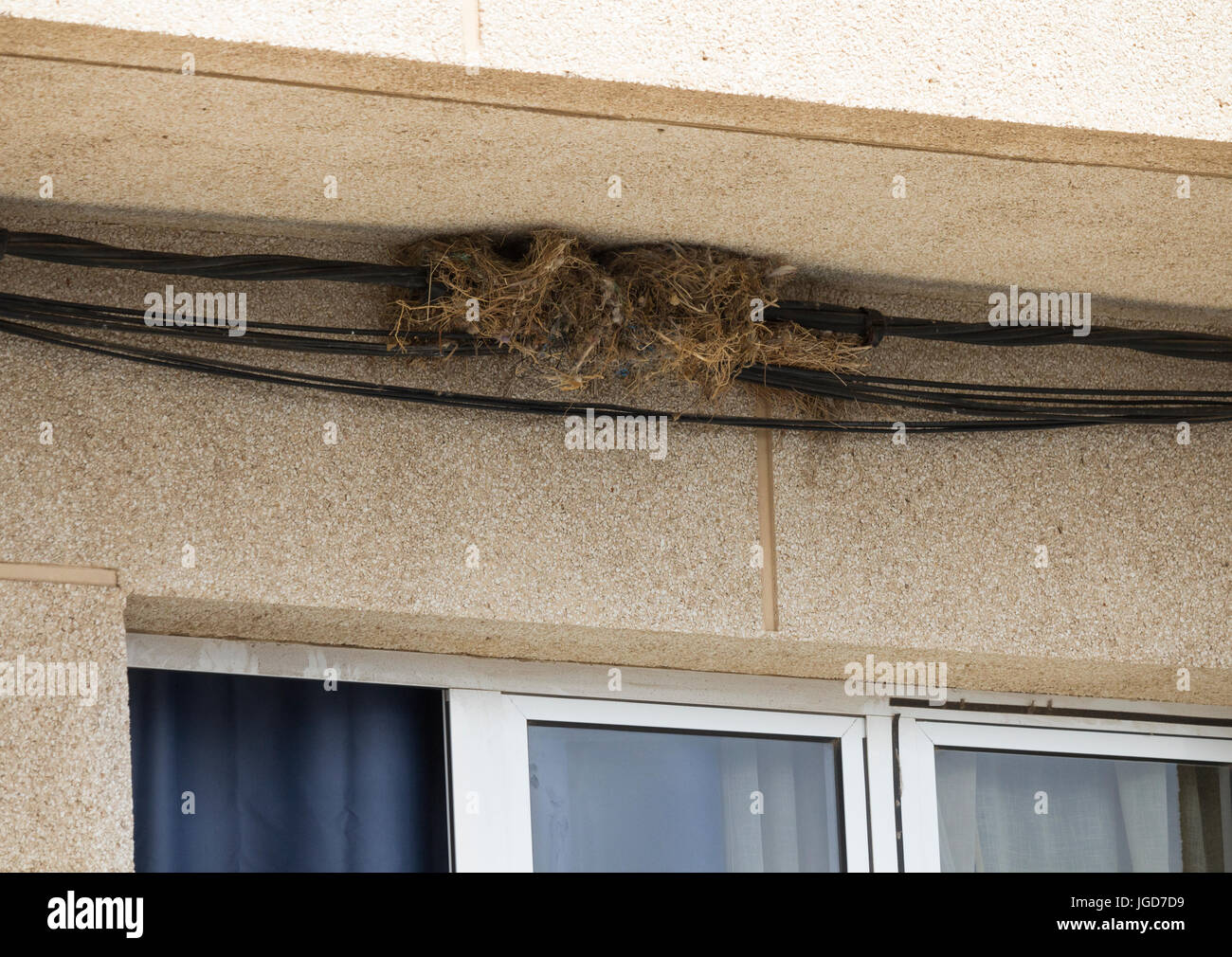 Sparrows nesting on cables above house window in Spain Stock Photo - Alamy