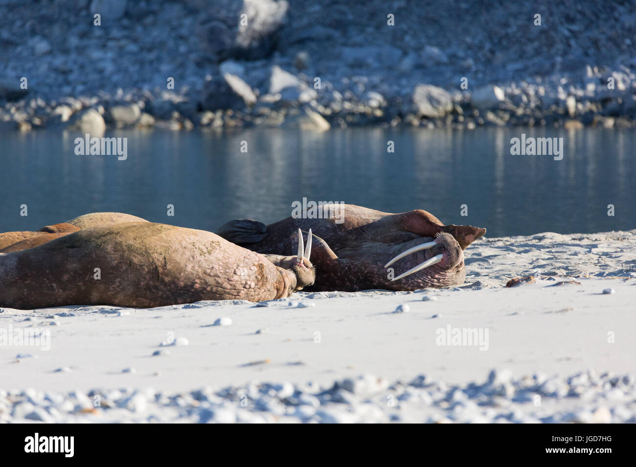 Two walrus relax on a sandy beach near the glacier at Magdalenefjorden ...