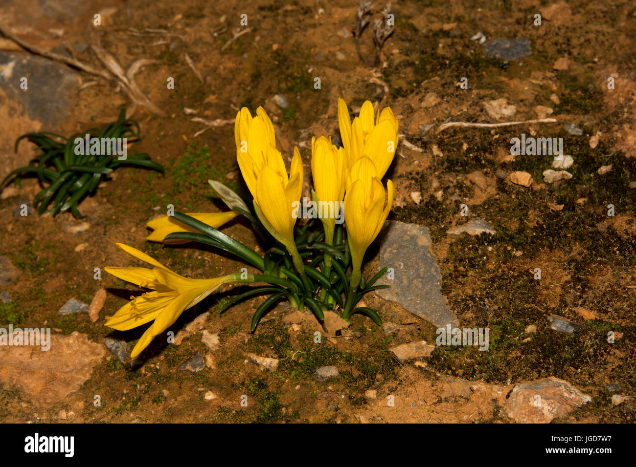 Crocus olivieri is growing on the rocks in the Aradena Gorge at the ...