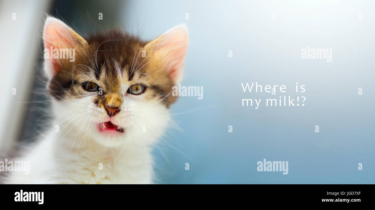 Funny face surprised look hi-res stock photography and images - Alamy