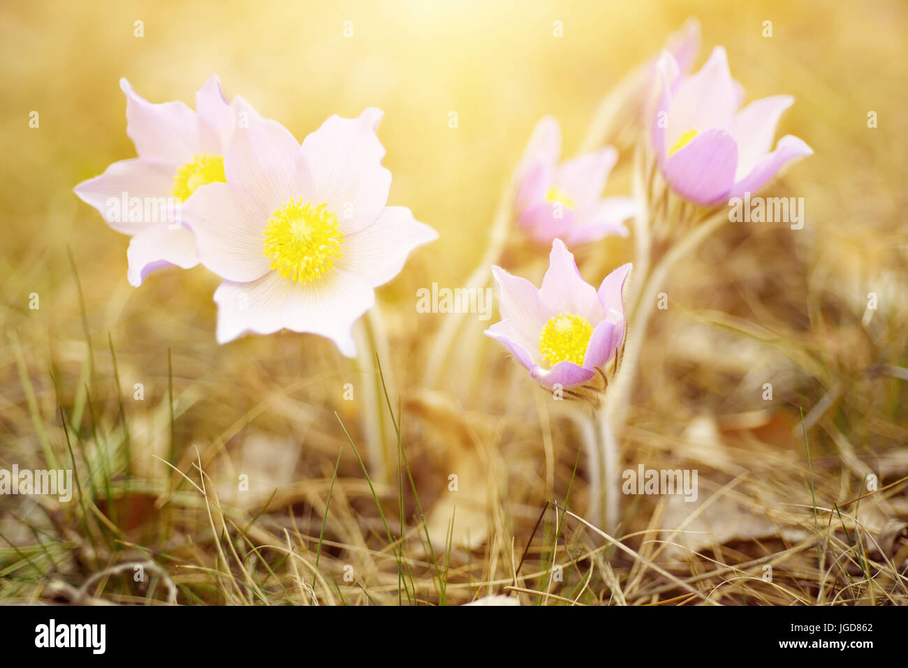 Pasque-flower growing in nature on sunset, macro spring floral ...
