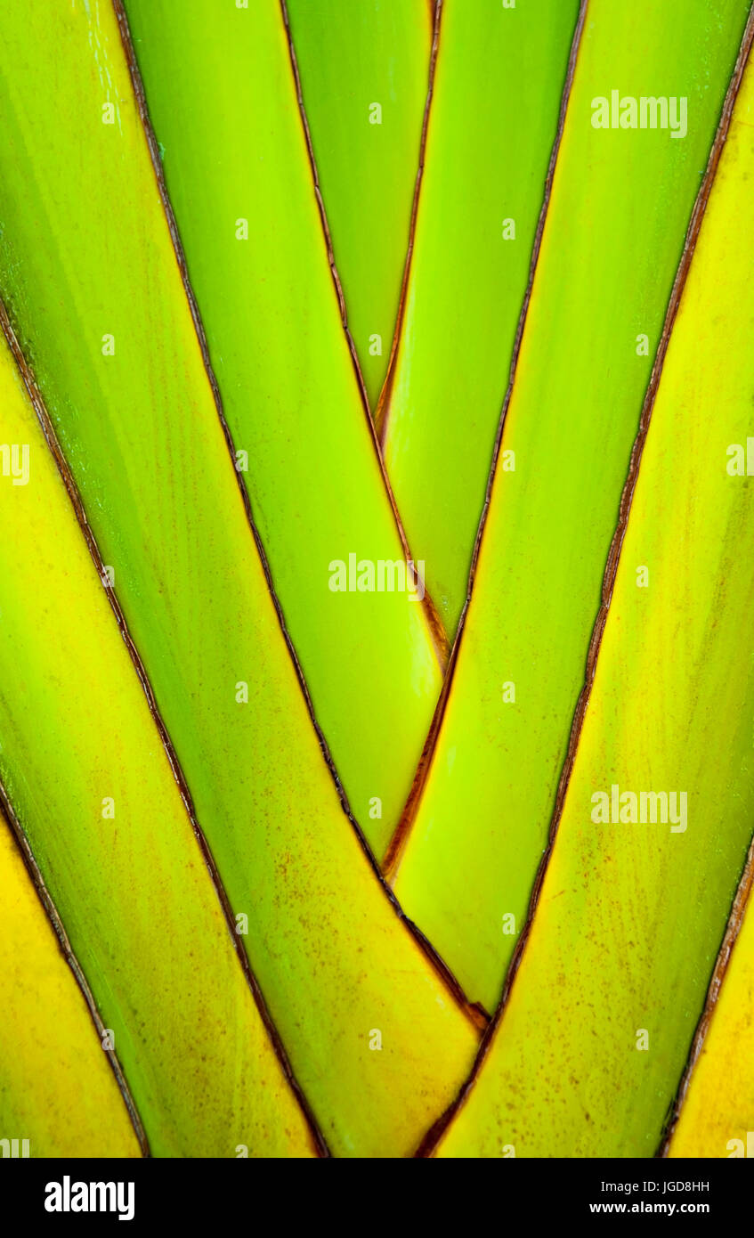 Trunks of banana plants. Abstract tree background. Structure of a ...