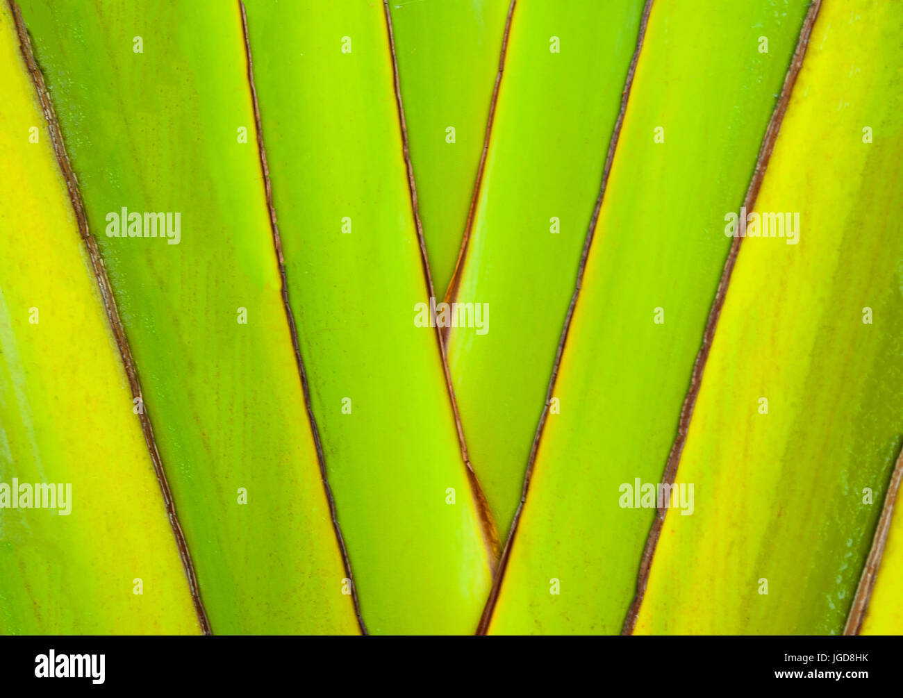 Trunks of banana plants. Abstract tree background. Structure of a ...