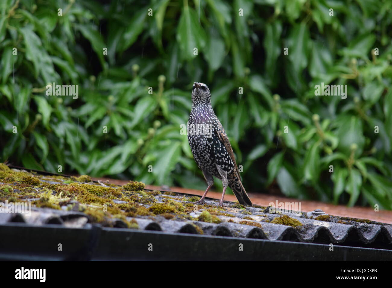 Starling on a roof Stock Photo - Alamy