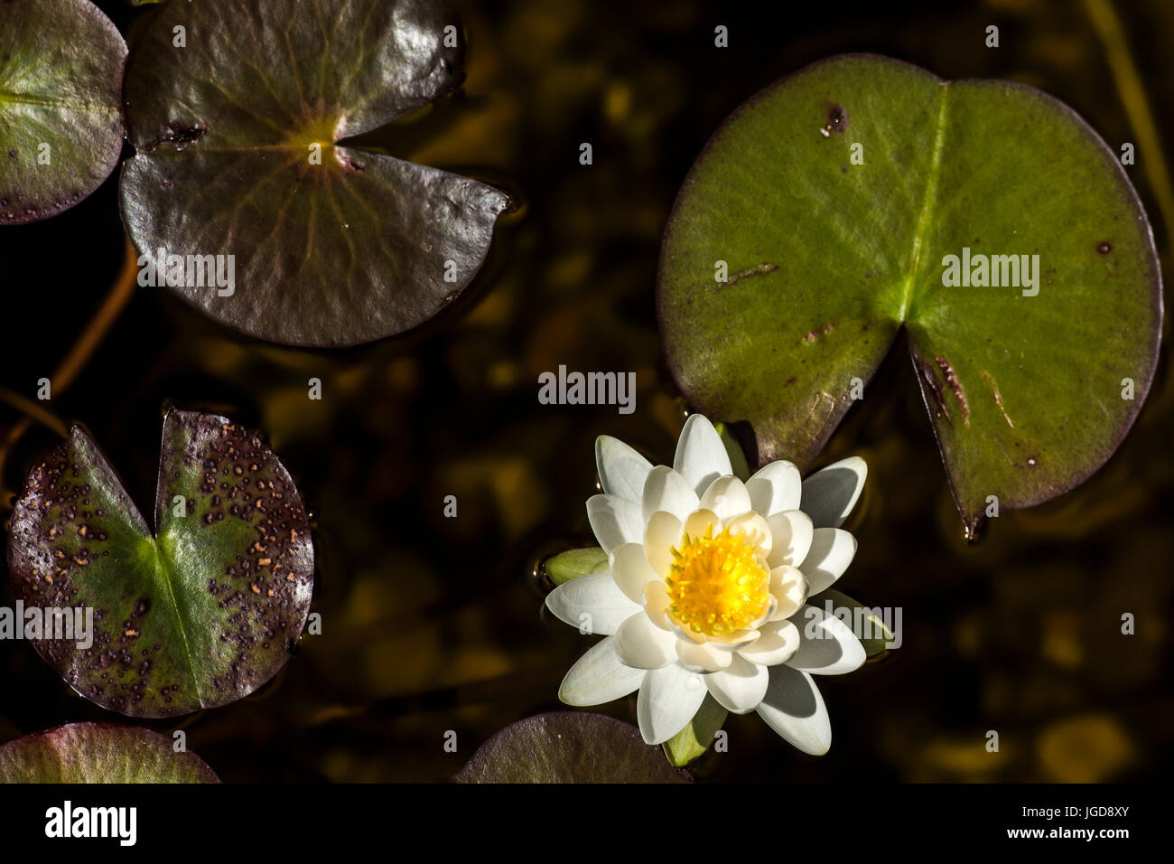 water lily in pond Stock Photo - Alamy