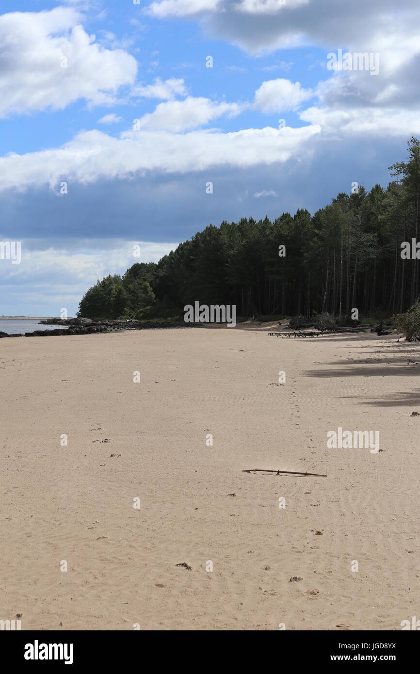 Beach and Tentsmuir forest Fife Scotland February 2015 Stock Photo - Alamy