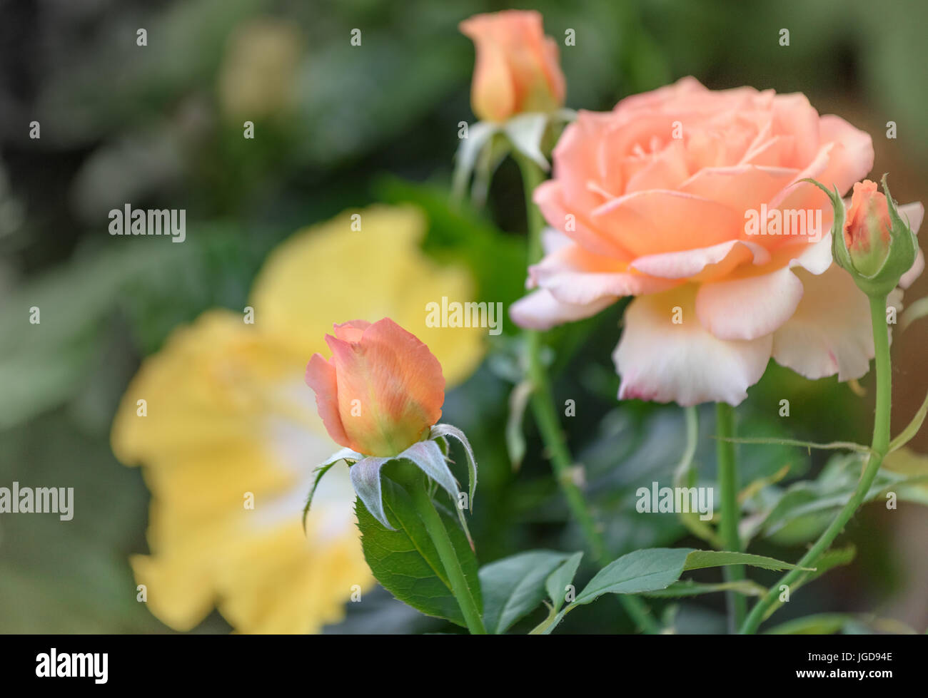 Outdoor color image of an apricot orange rose with blossoms and buds ...