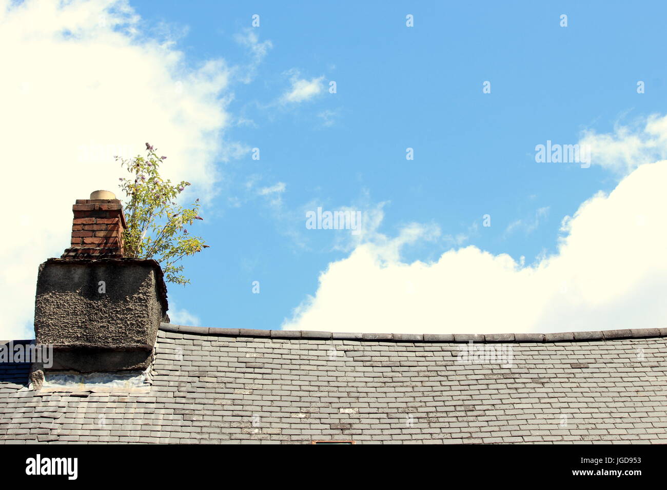 Weed out of roof hi-res stock photography and images - Alamy