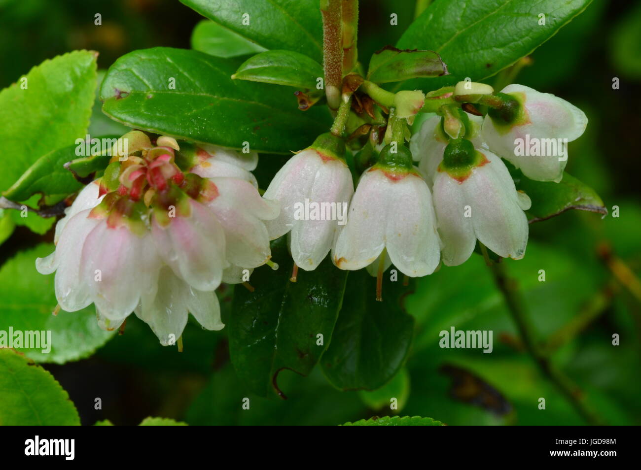 Cowberry Bush in flowering white flowers on a summer morning Stock ...