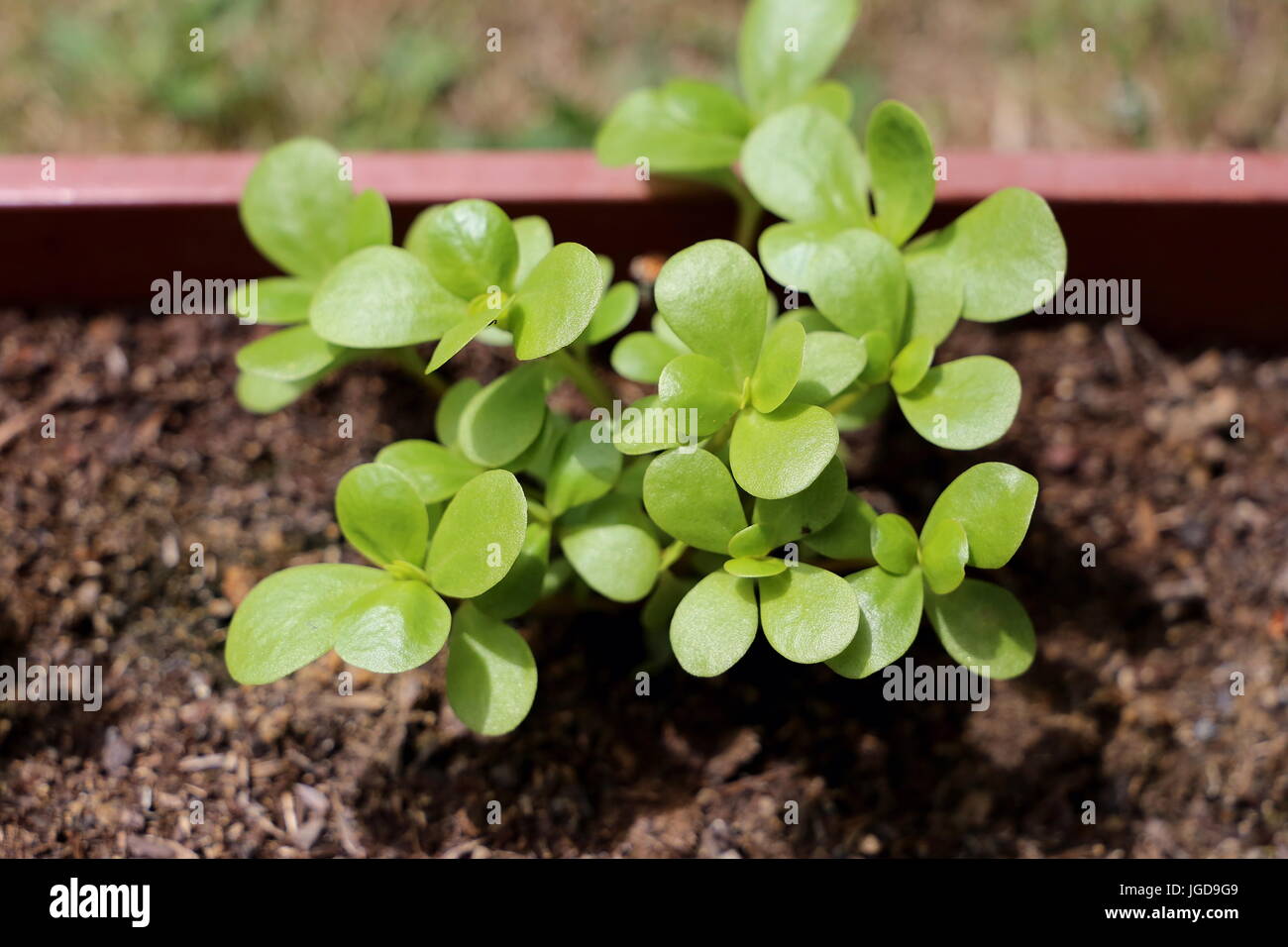 Green portulaca plant ready to eat Stock Photo - Alamy