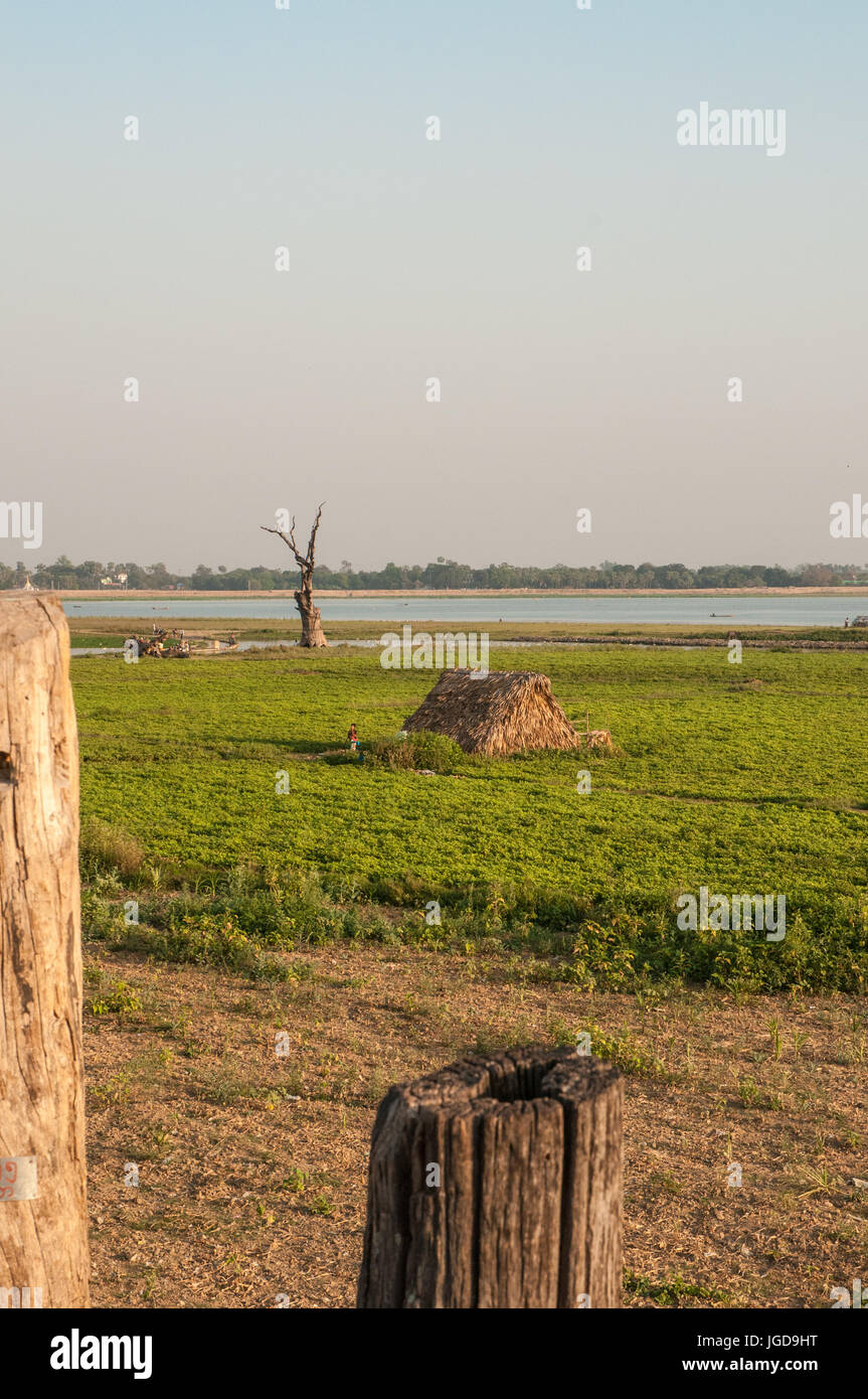 Farmland Myanmar - Ubein bridge Stock Photo - Alamy