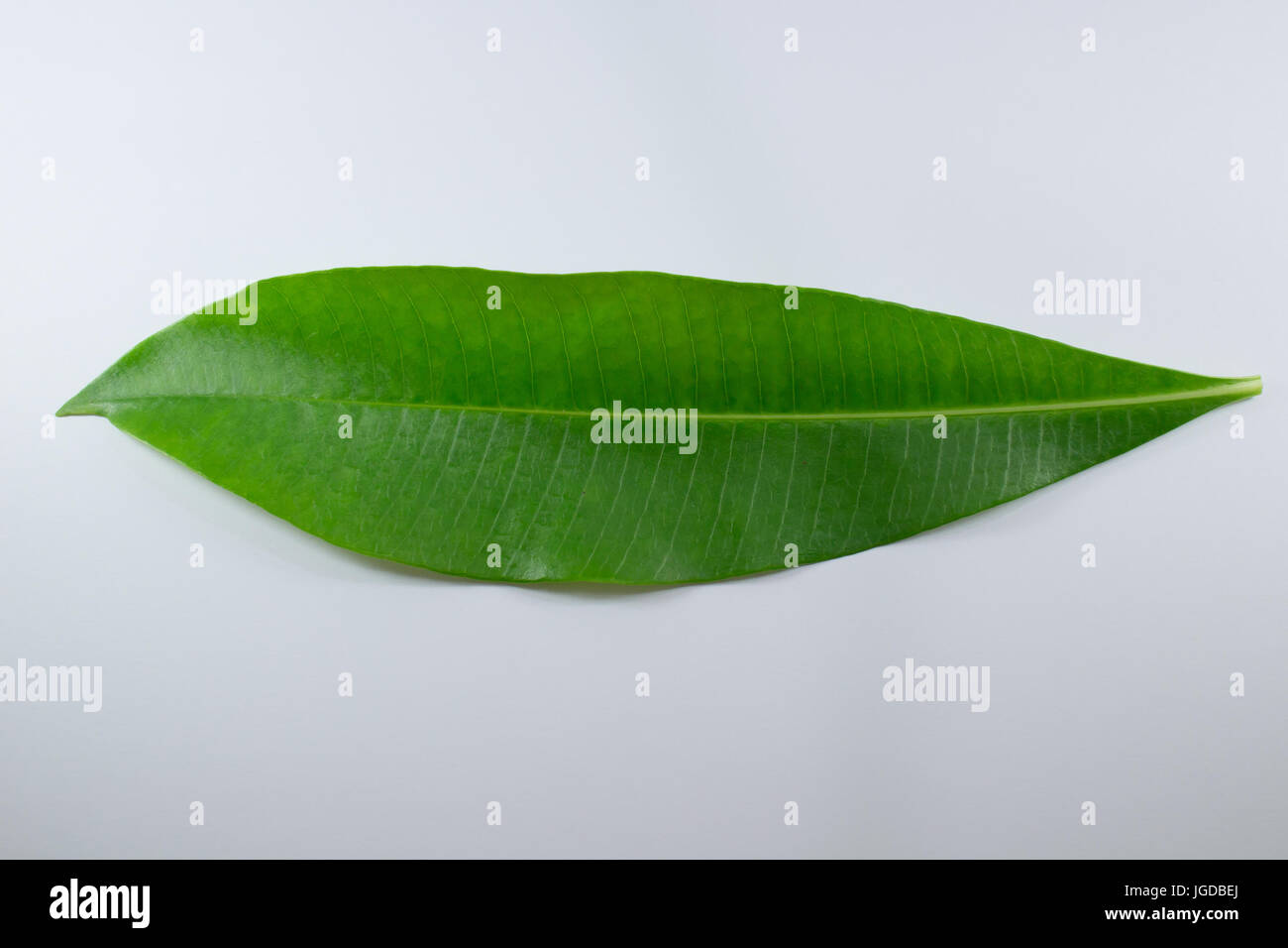 Close up Green leaf of Bombax ceiba tree isolated Stock Photo - Alamy