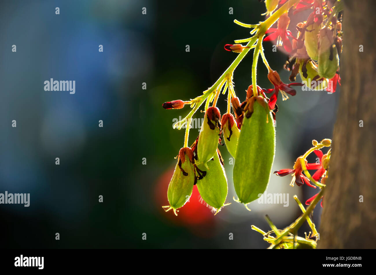 Backlit Bilimbi tree with fruits and flowers Stock Photo - Alamy