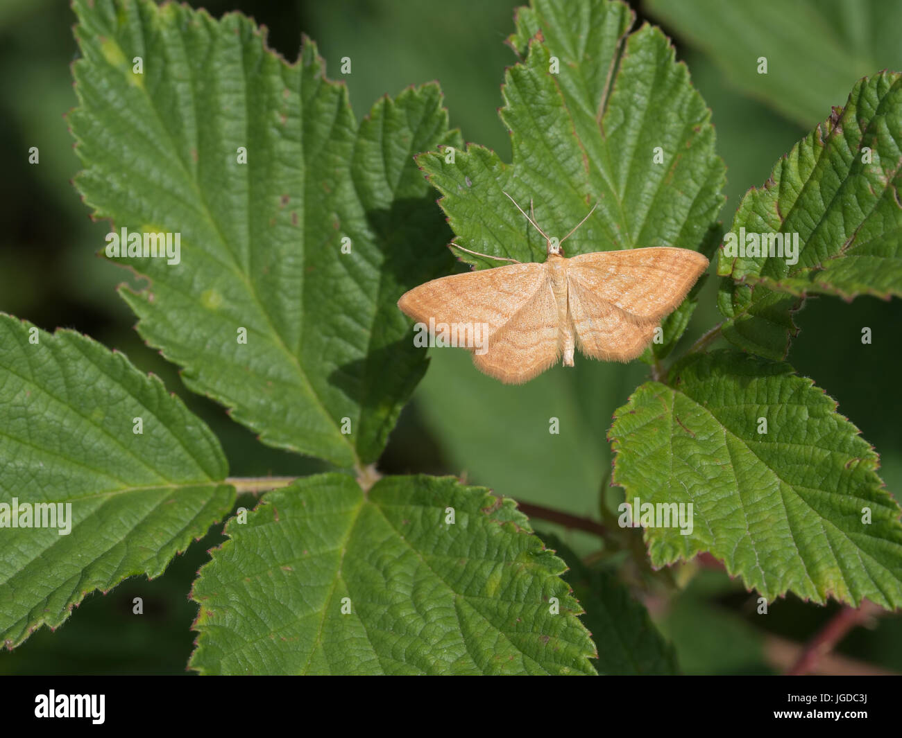Wave moth hi-res stock photography and images - Alamy