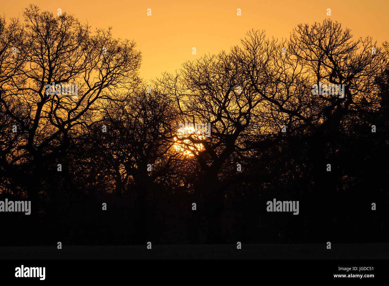 Morning sunrise through trees hi-res stock photography and images - Alamy