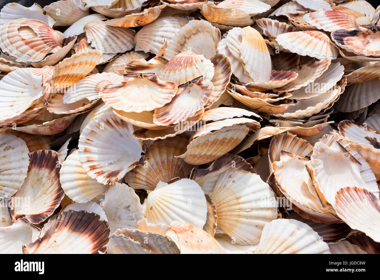 Heap of scallop shells as a background texture Stock Photo - Alamy