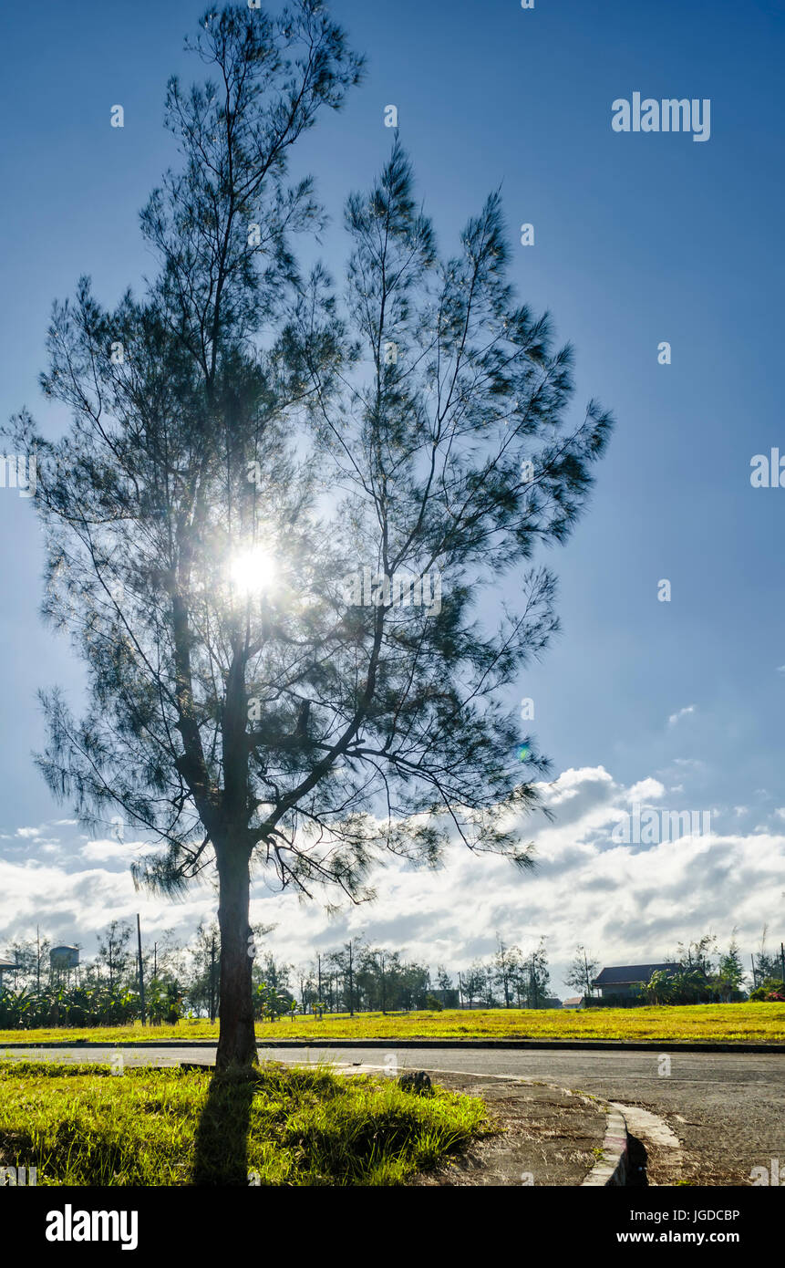 Backlit pine tree hi-res stock photography and images - Alamy