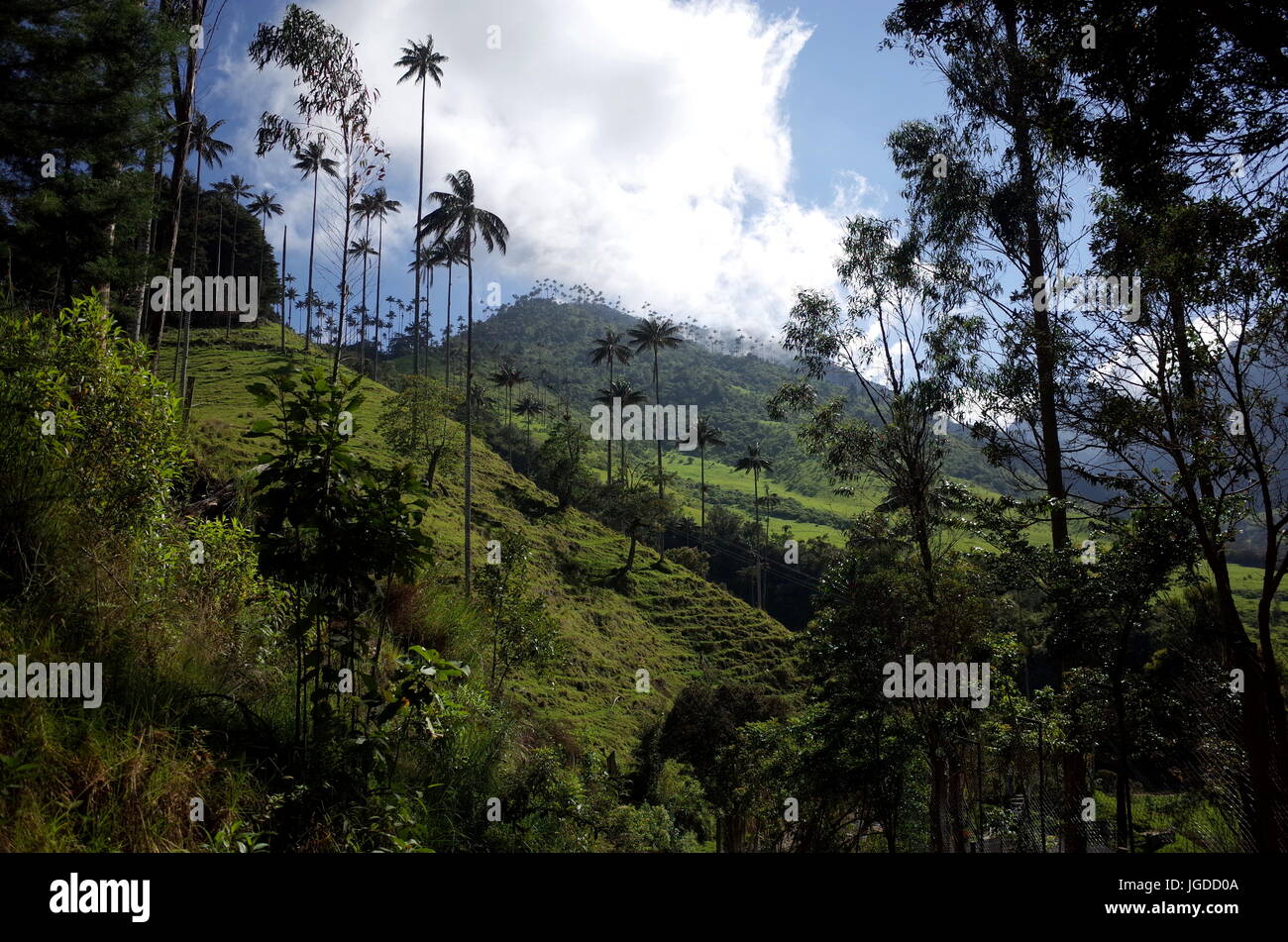 Wax Palm Trees in Cocora Valley, Colombia Stock Photo - Alamy