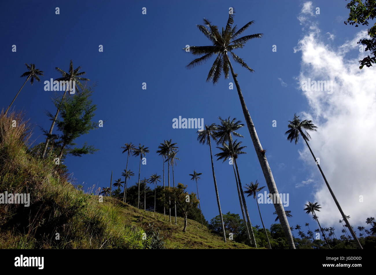 Wax Palm Trees in Cocora Valley, Colombia Stock Photo - Alamy