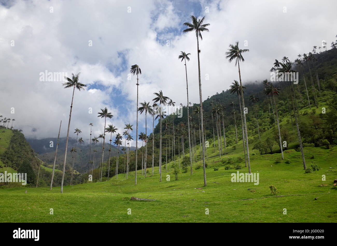 Wax Palm Trees in Cocora Valley, Colombia Stock Photo - Alamy