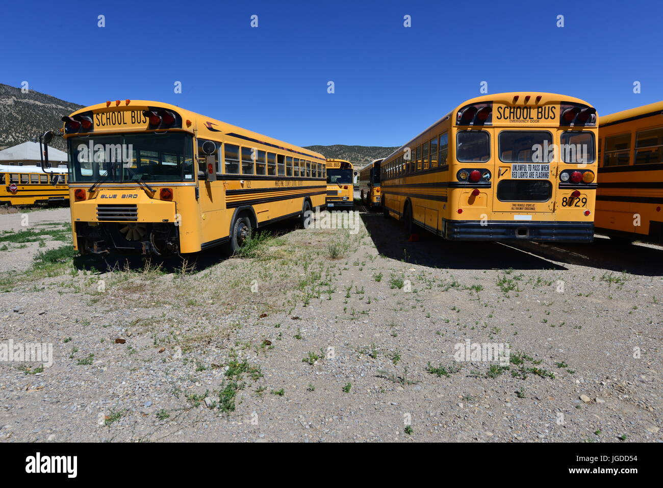 American school buses in a bus park Stock Photo - Alamy