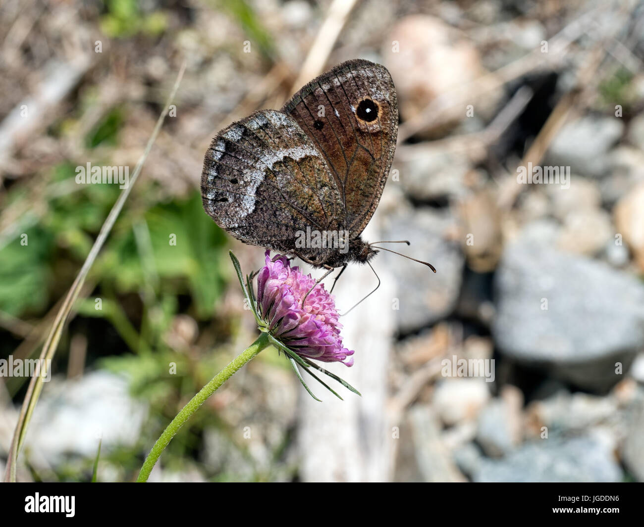 Satyr butterfly hi-res stock photography and images - Alamy