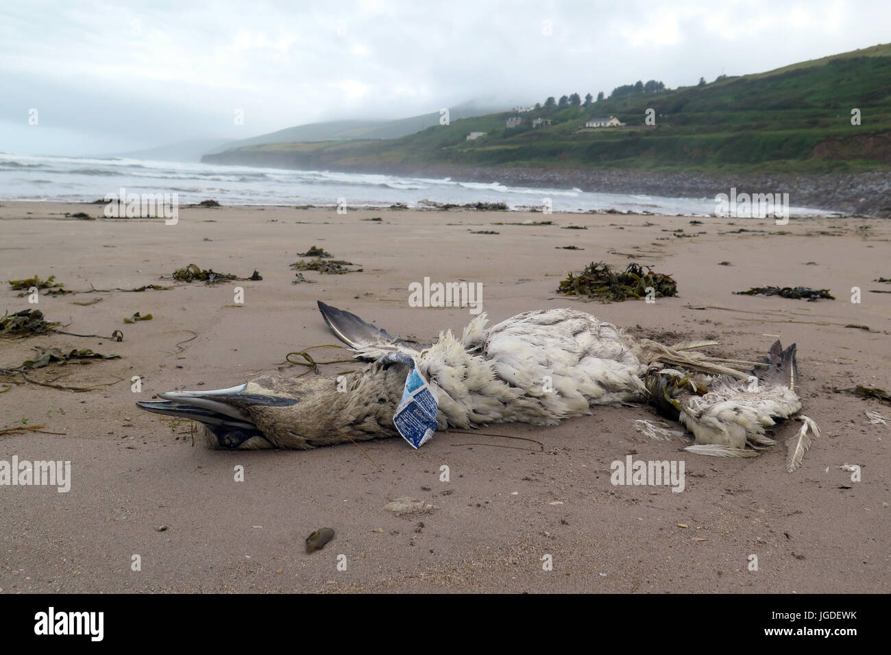 Gull beach ireland hi-res stock photography and images - Alamy