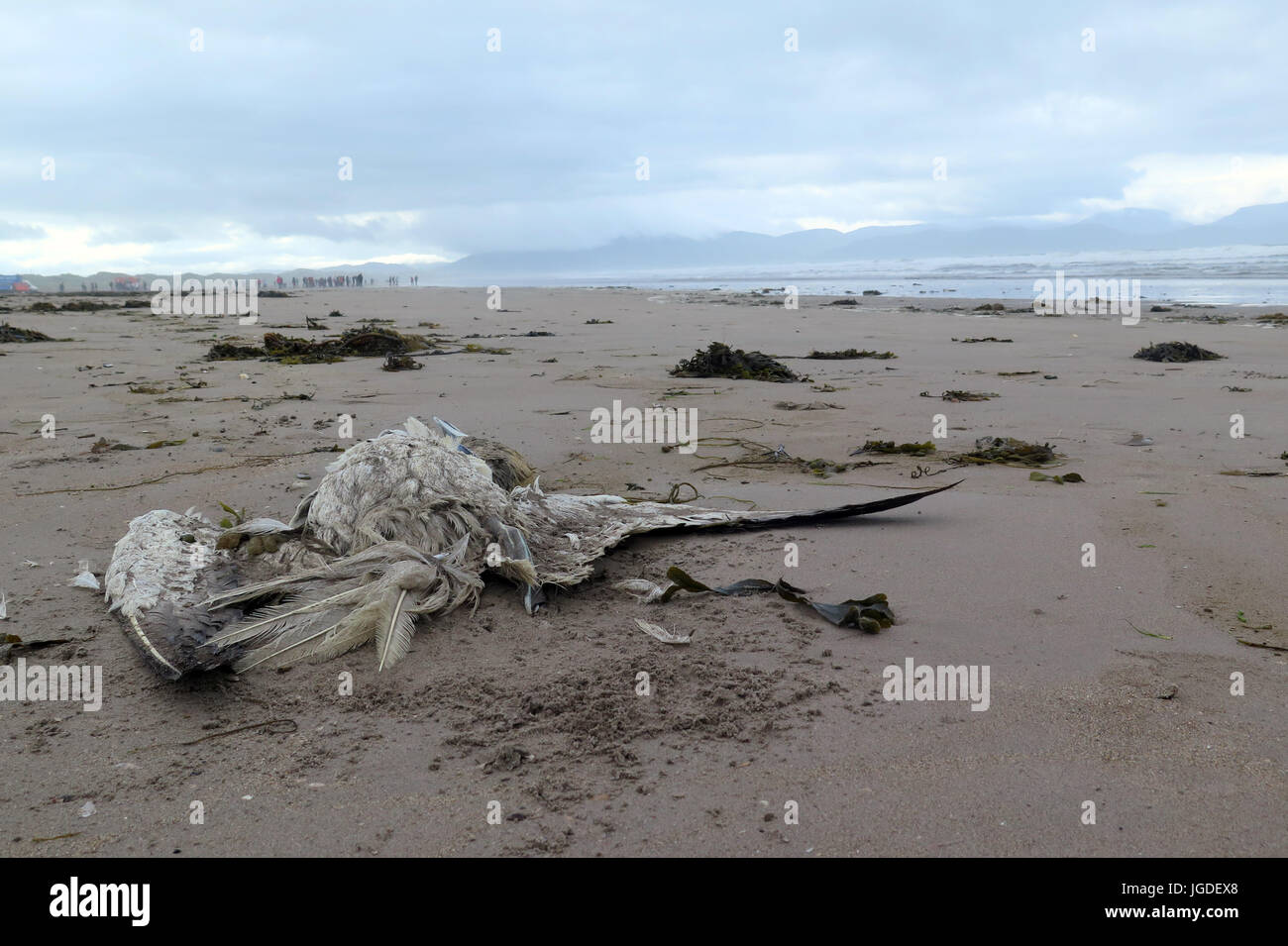 Gull beach ireland hi-res stock photography and images - Alamy