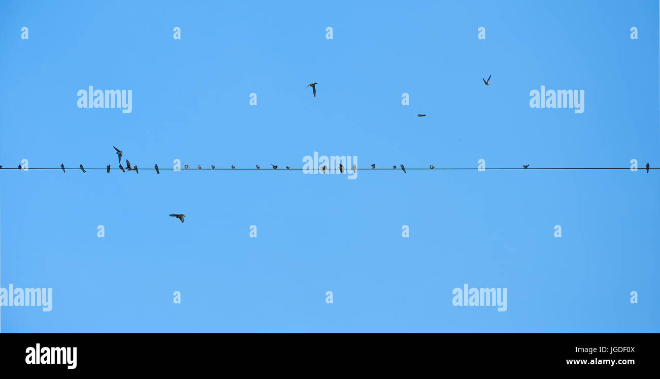 Flock of swallows on electric power line Stock Photo - Alamy