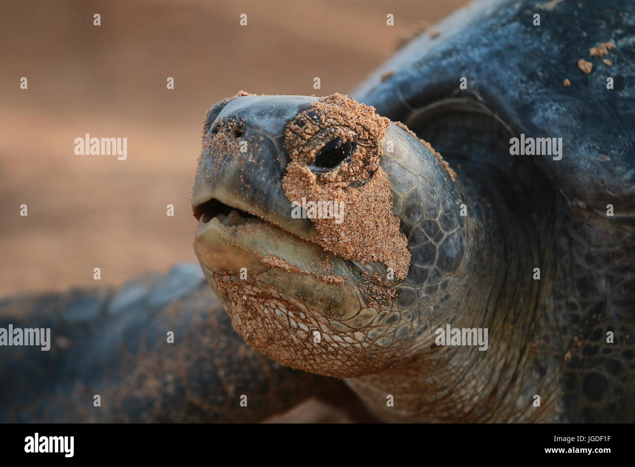 Ascension island turtles hi-res stock photography and images - Alamy