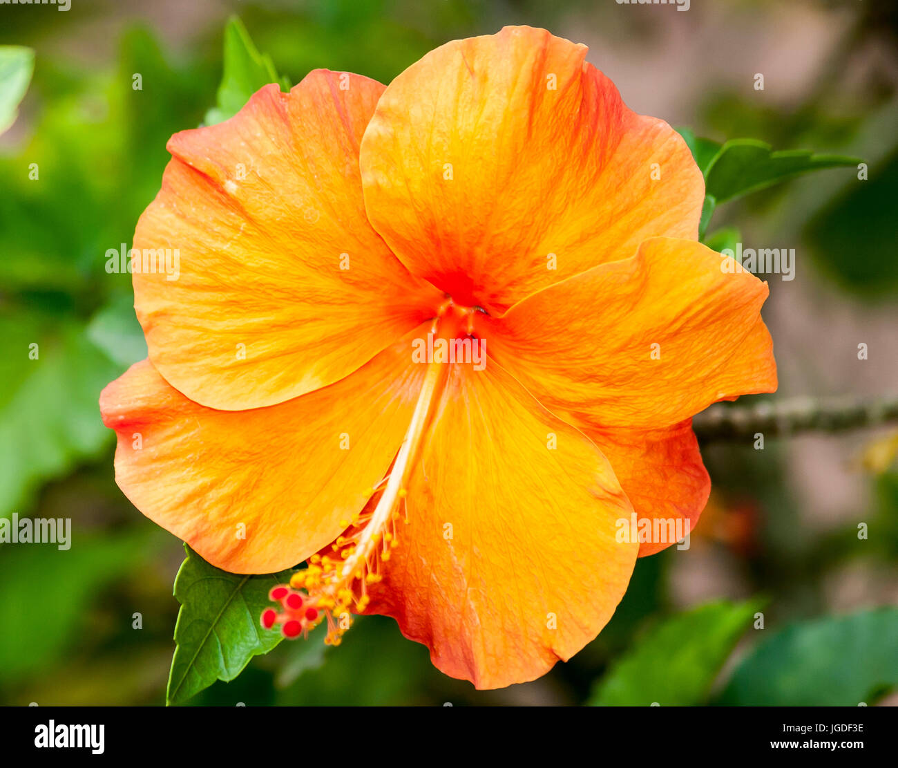 Tropical orange hi-res stock photography and images - Alamy