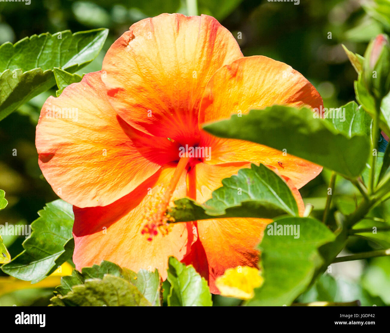 Tropical orange hi-res stock photography and images - Alamy