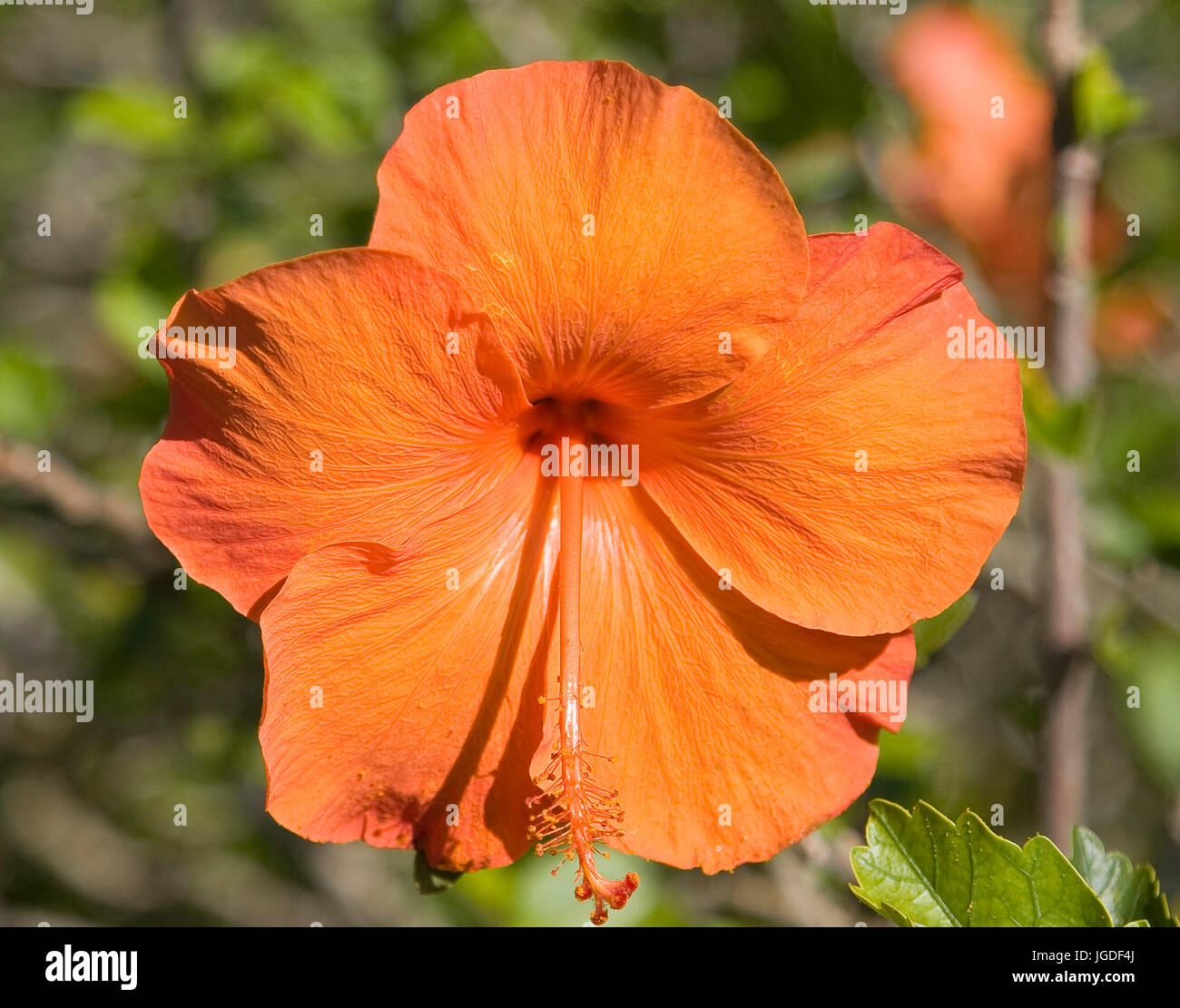 Orange hawaiian hibiscus hi-res stock photography and images - Alamy