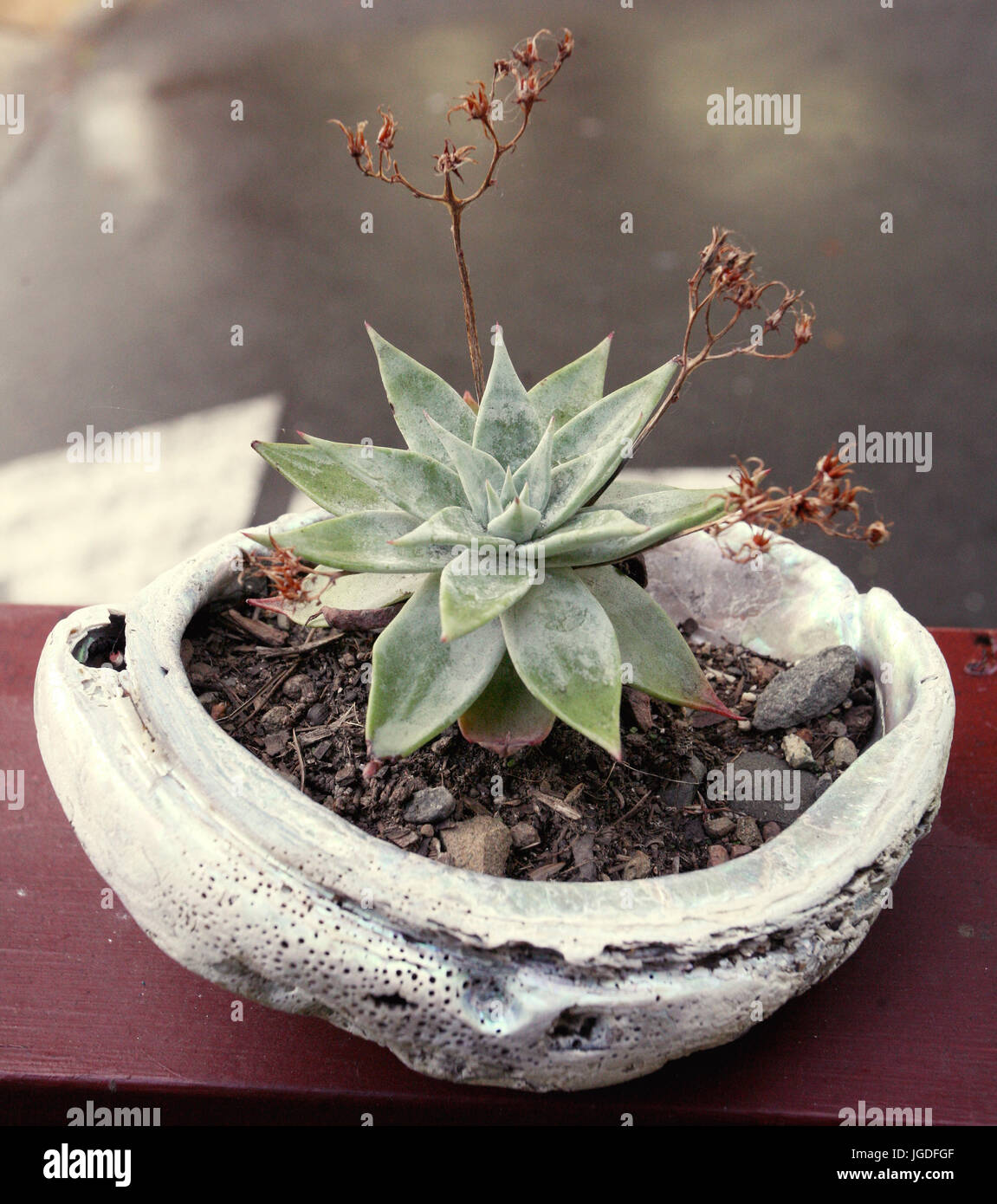 Beautiful home decoration houseleek Stock Photo - Alamy