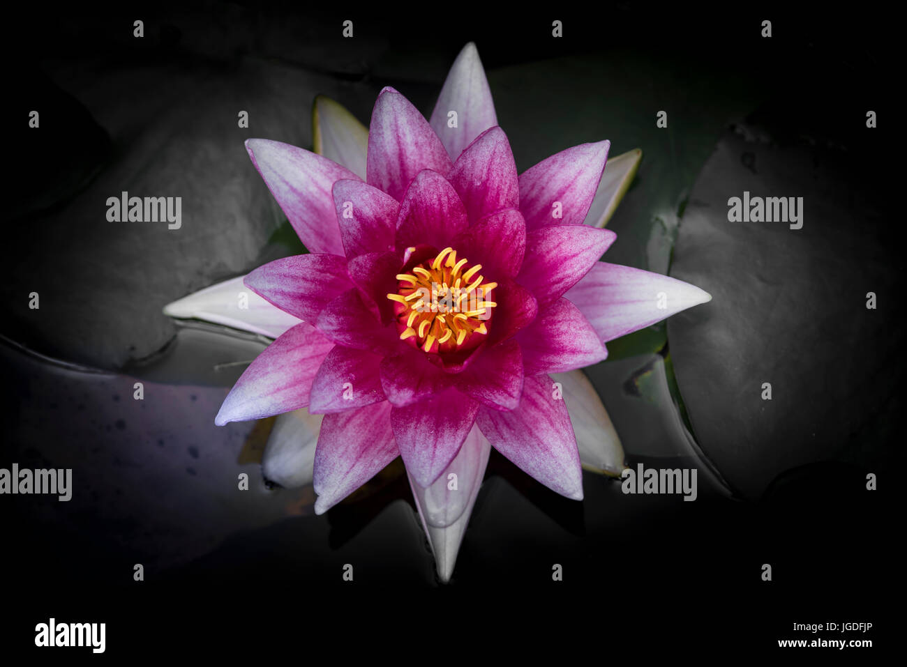 Red water lily Stock Photo - Alamy