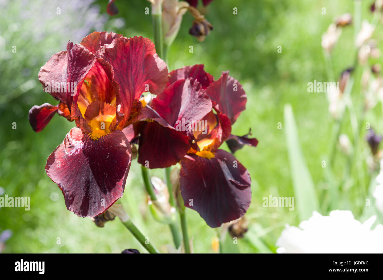 Rusty red bearded iris Stock Photo - Alamy