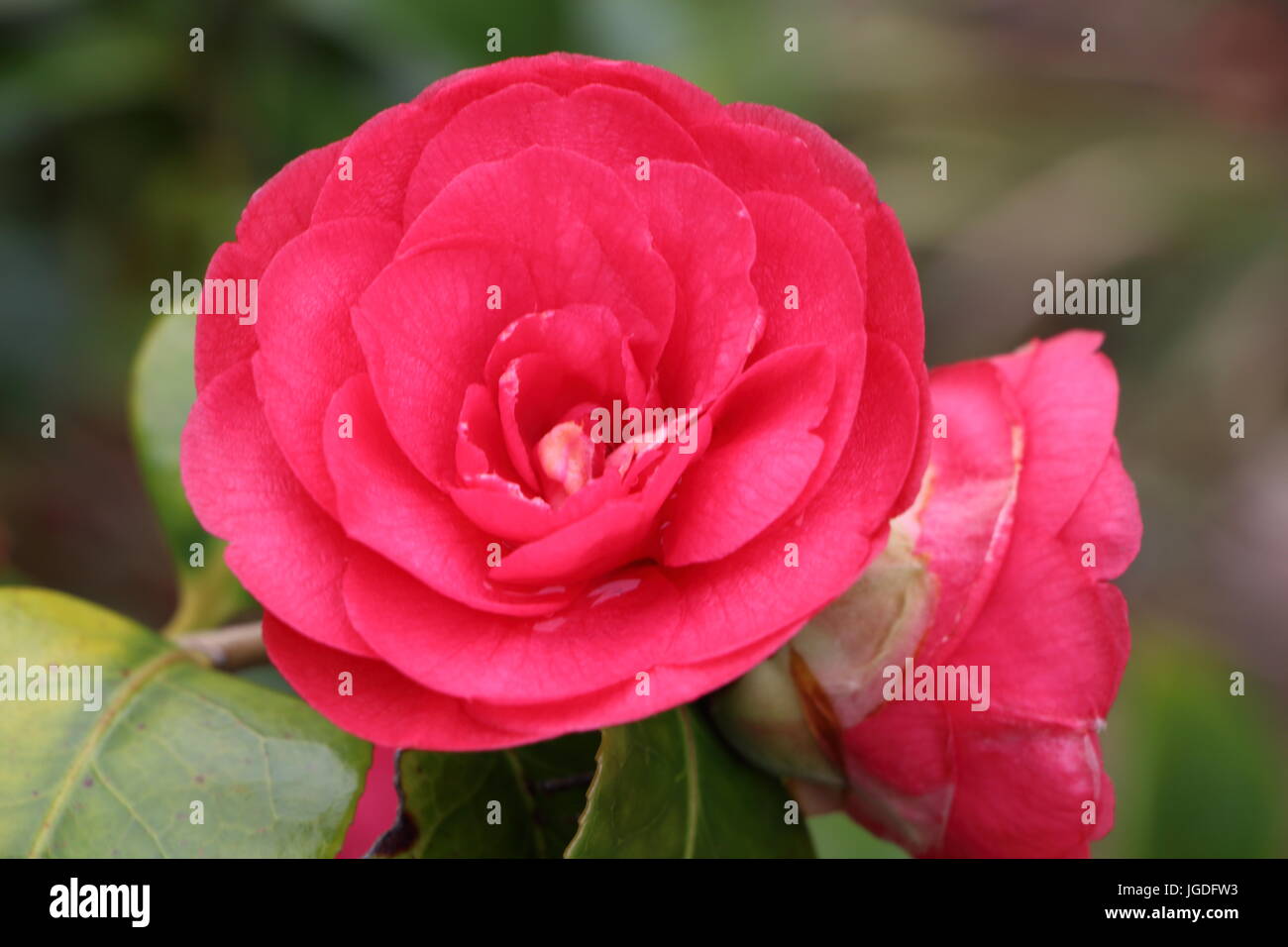 Pink flower of camellia Stock Photo - Alamy