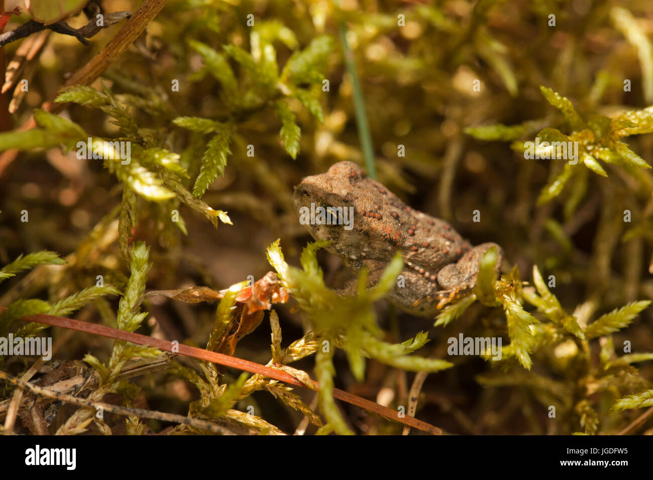 Toad bug hi-res stock photography and images - Alamy